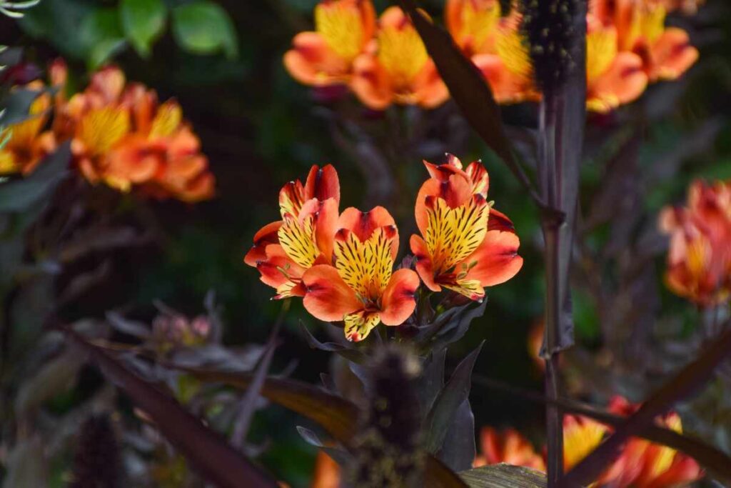 A Step-by-Step Guide on Growing Lily of the Incas