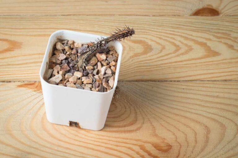 5 Crucial Steps to Preventing Cactus Death