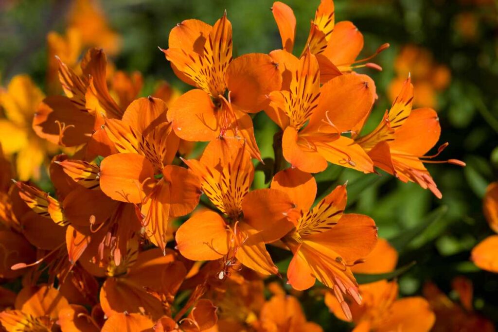 A Step-by-Step Guide on Growing Lily of the Incas