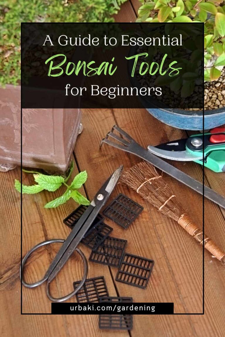 A Guide to Essential Bonsai Tools for Beginners