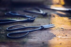 A Guide to Essential Bonsai Tools for Beginners