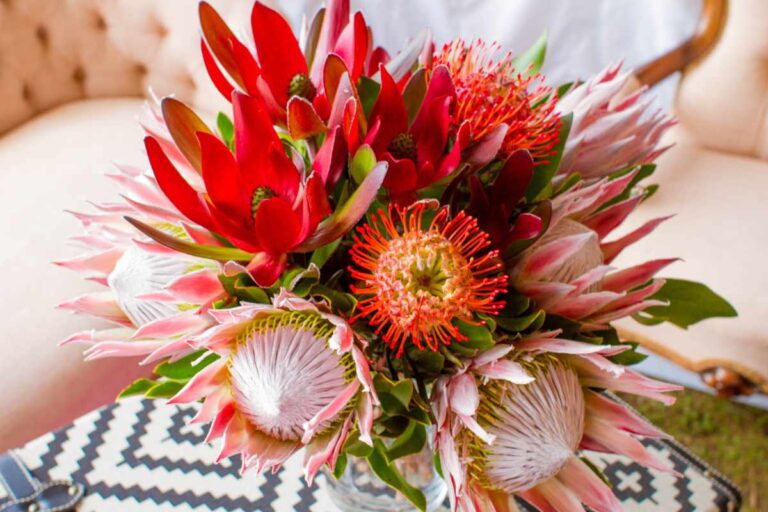Grow Stunning Protea Flowers - A Gardener's Guide