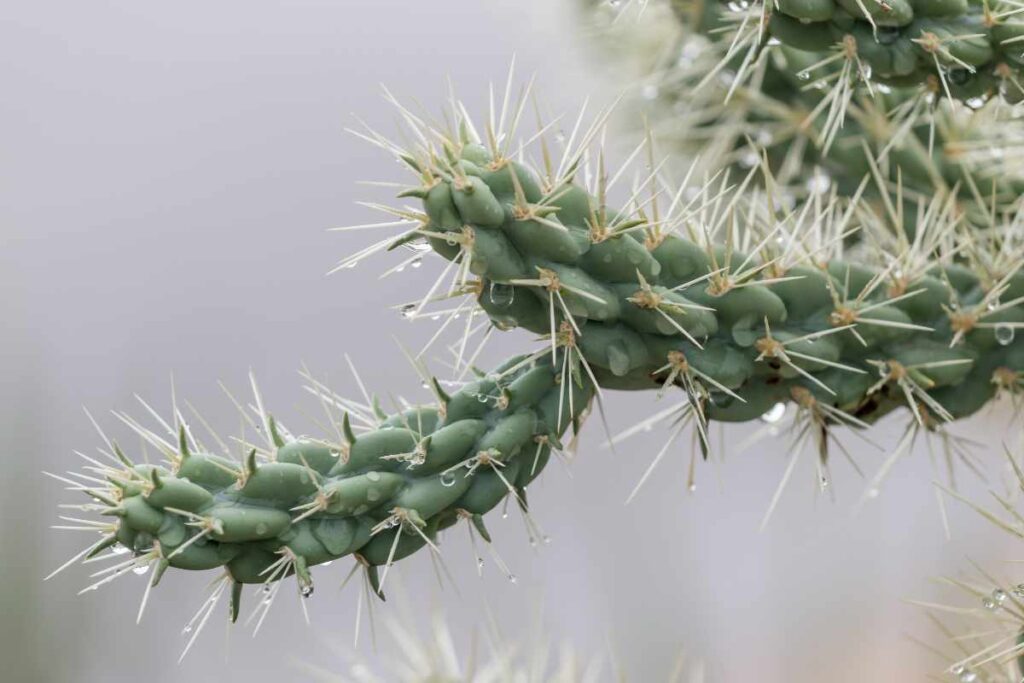 Reviving Droopy Cactus - Causes and Solutions