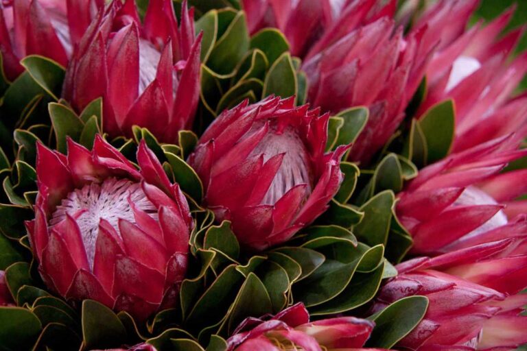 Grow Stunning Protea Flowers - A Gardener's Guide