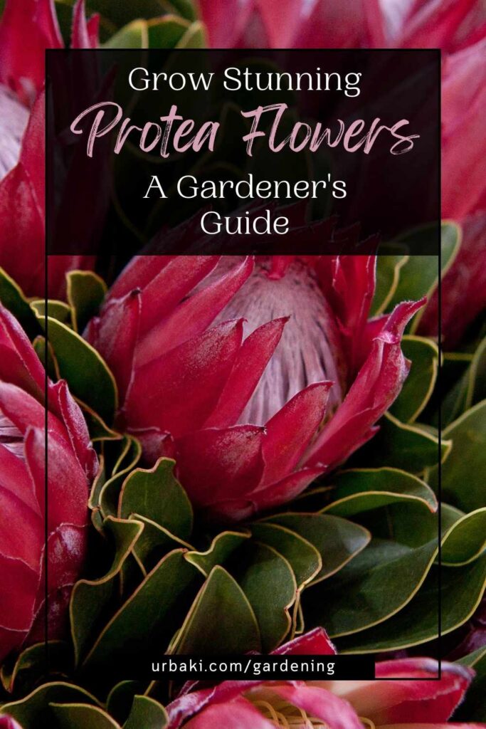 Grow Stunning Protea Flowers - A Gardener's Guide