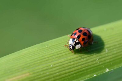 Identifying Good and Bad Bugs in Your Garden