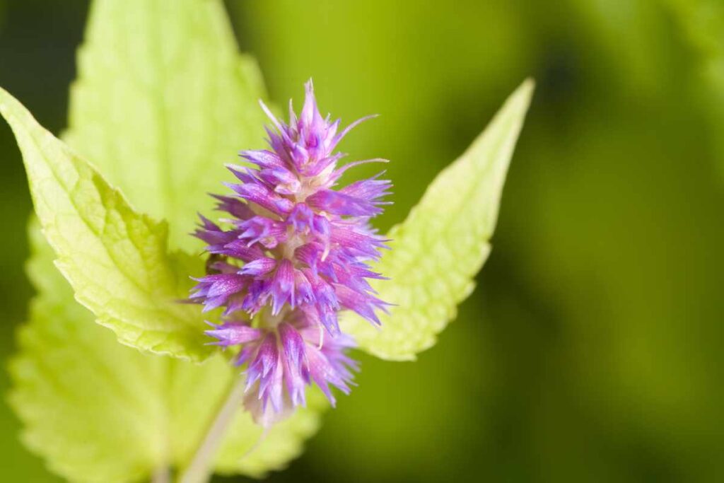 Growing Hyssop - Aromatic Delights in Your Garden