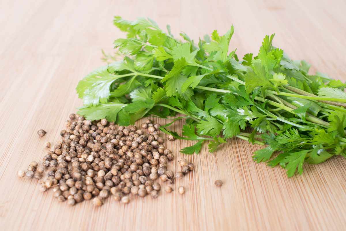 Sow and Grow - Tips for Planting Herb Seeds