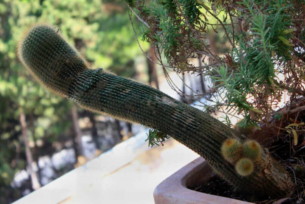 Reviving Droopy Cactus - Causes and Solutions