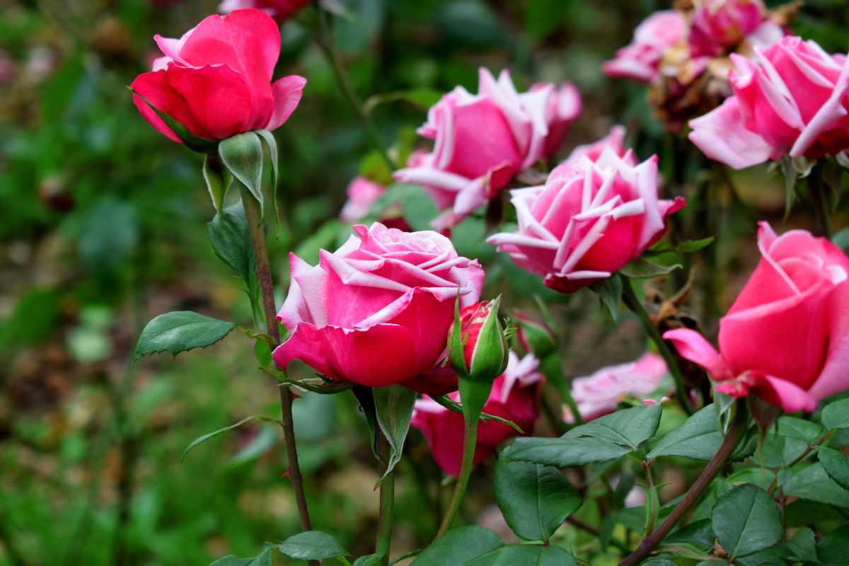 What is The Purpose of Thorns on Roses?