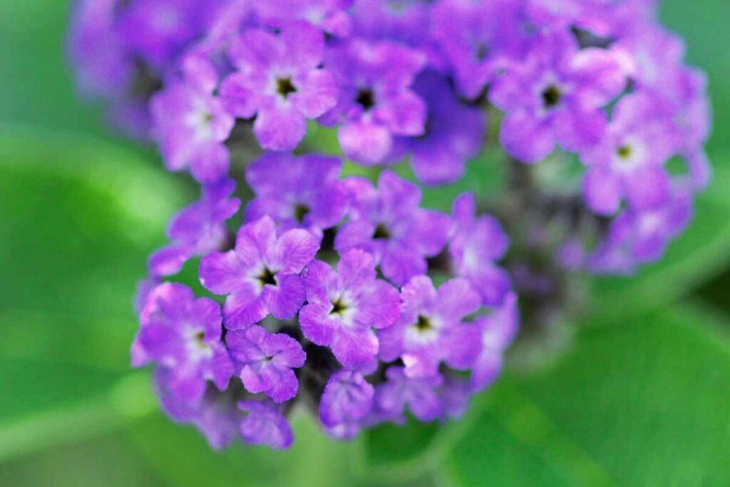 7 Tips for Thriving Heliotrope Growth