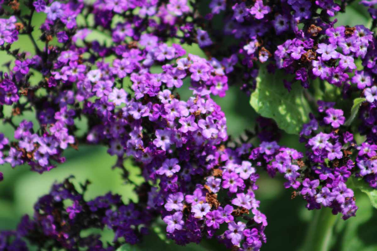 7 Tips for Thriving Heliotrope Growth