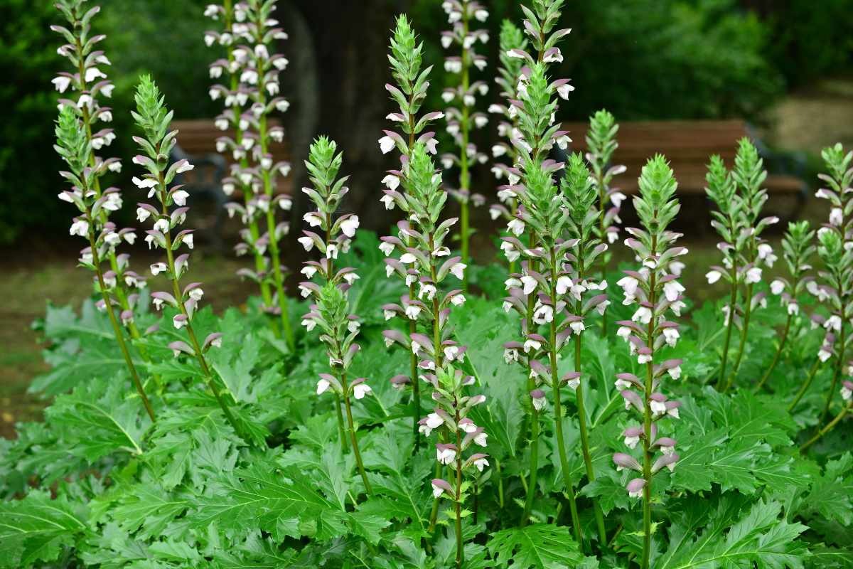 Acanthus or Bear's Breeches - Growing & Care Guide