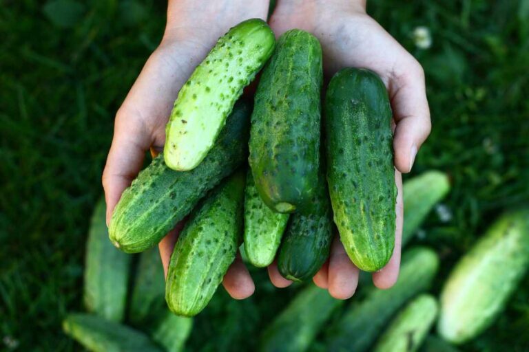 Exploring the Causes of Cucumber Bitterness