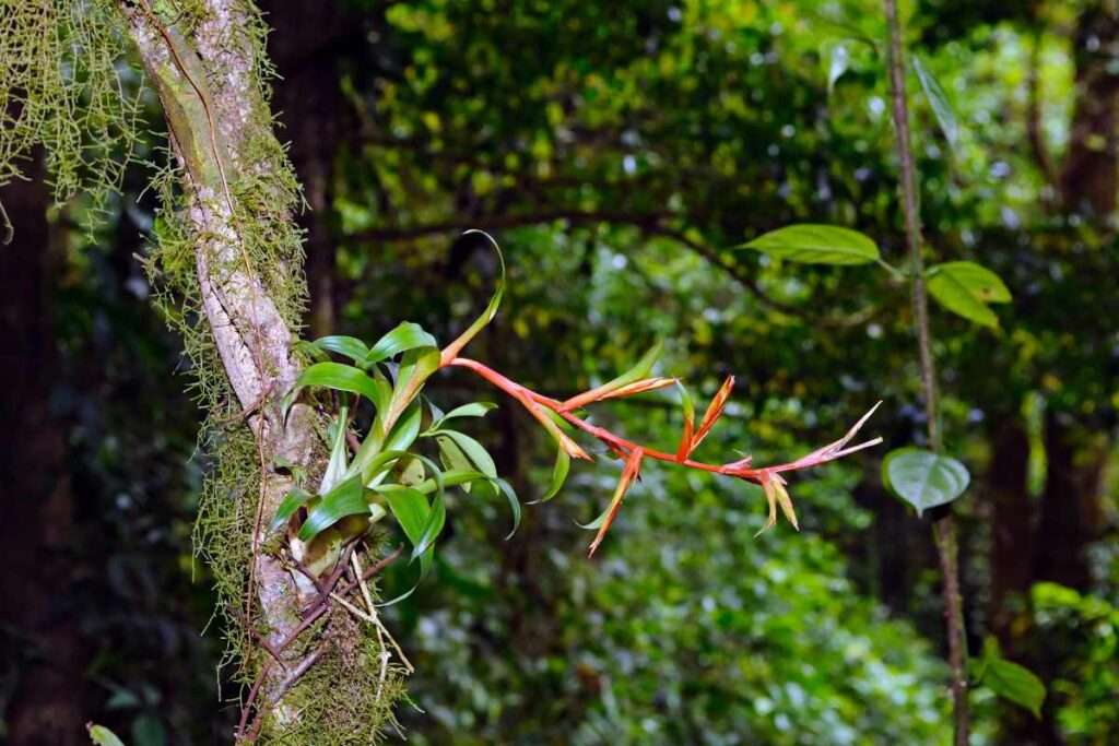 What are Epiphytic Orchids + Best Varieties