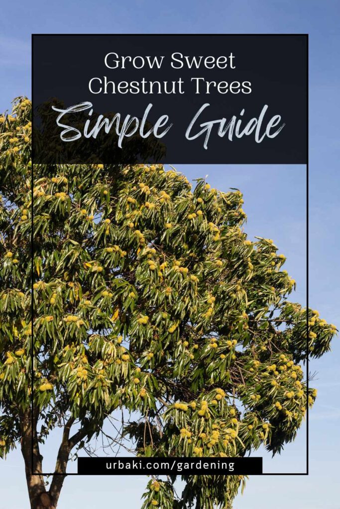 Grow Sweet Chestnut Trees - Simple Guide