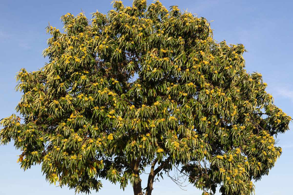 Grow Sweet Chestnut Trees - Simple Guide