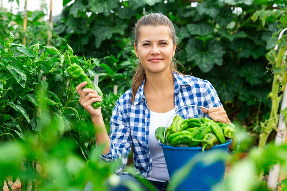 How To Grow Buckets Full Of Bell Peppers