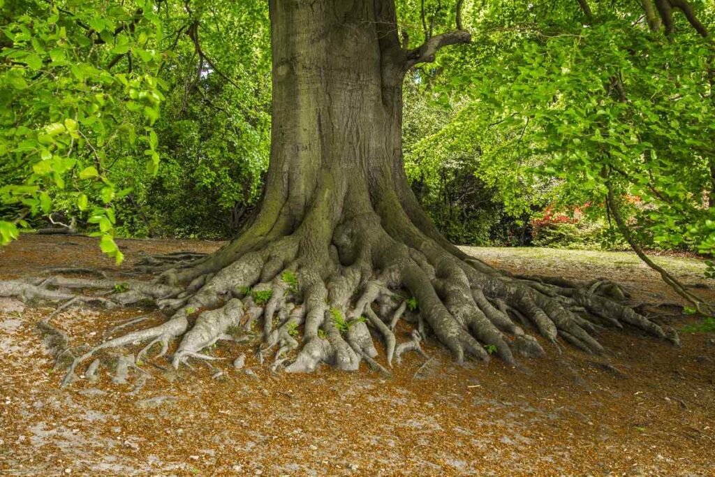 Small Trees With Non-Invasive Roots For Front Yard