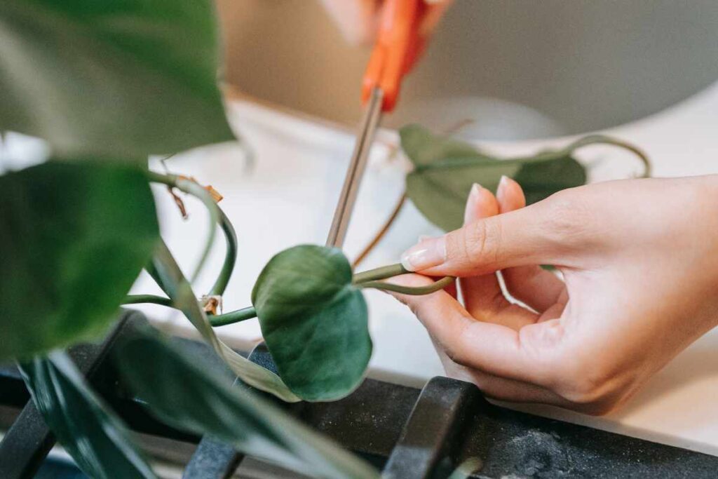 Why Do Philodendron Stems Elongate and Go Leafless?