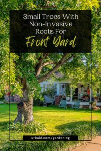 Small Trees With Non-Invasive Roots For Front Yard