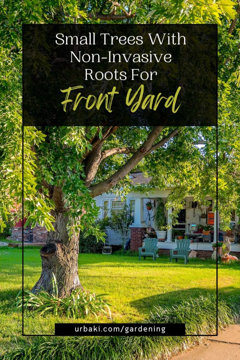 Small Trees With Non-Invasive Roots For Front Yard