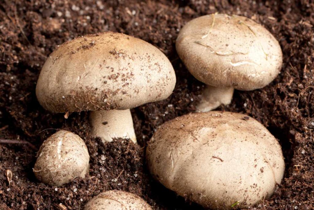 ¿What is Mushroom Compost & How to Use It?