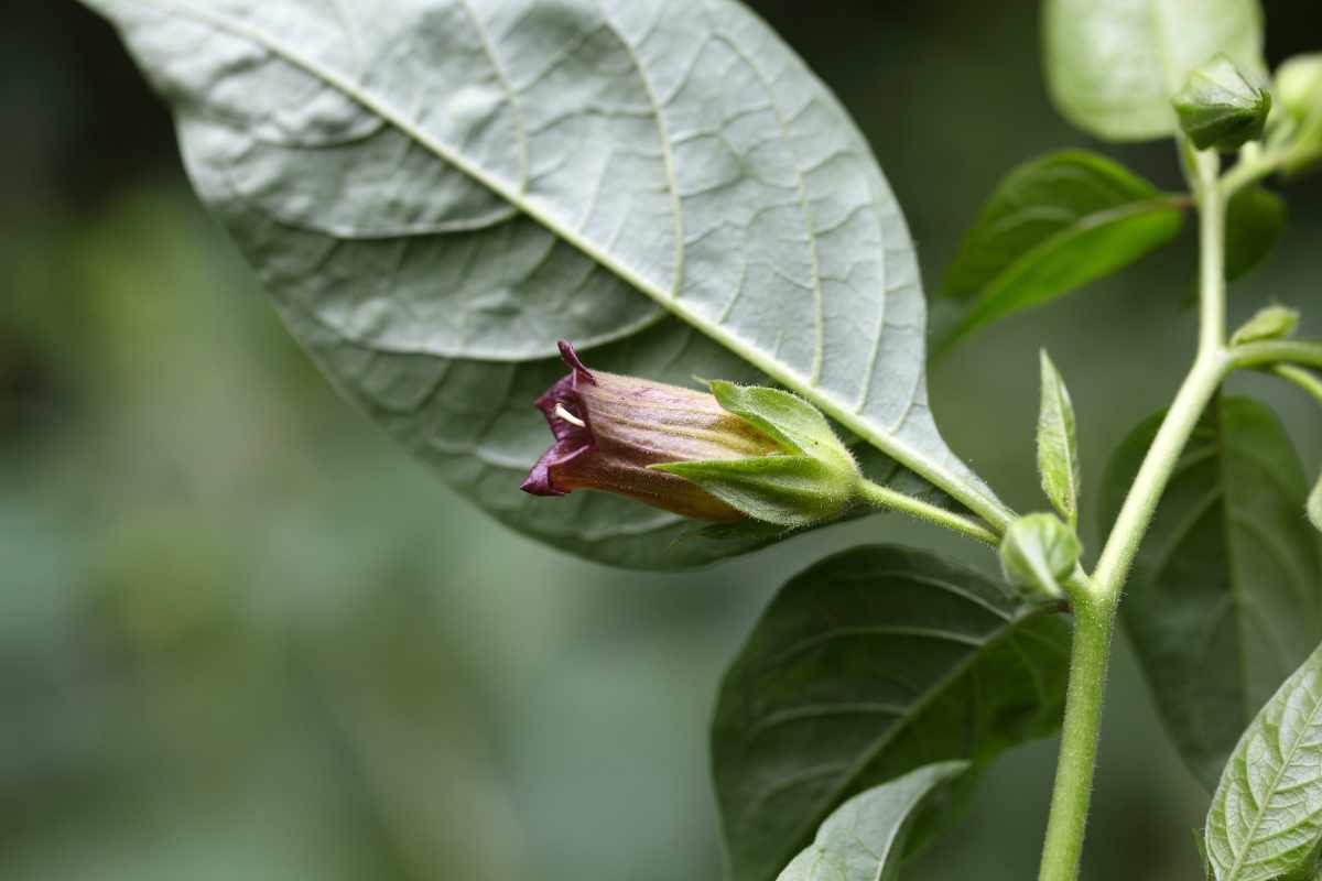 Beware Belladonna - A Guide to Recognizing and Removing