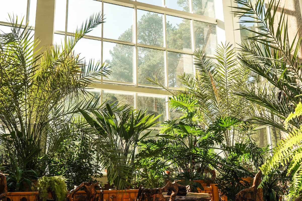 Cool Your Space - Indoor Plants that Beat the Heat