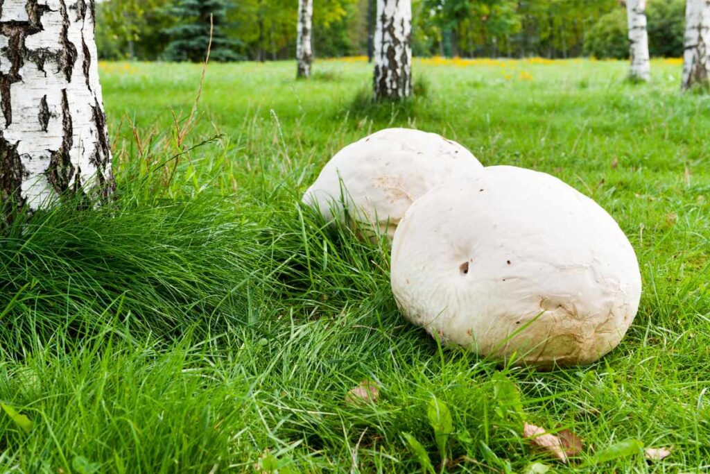Giant Puffball Mushroom: Edibility, Precautions, & Cultivation