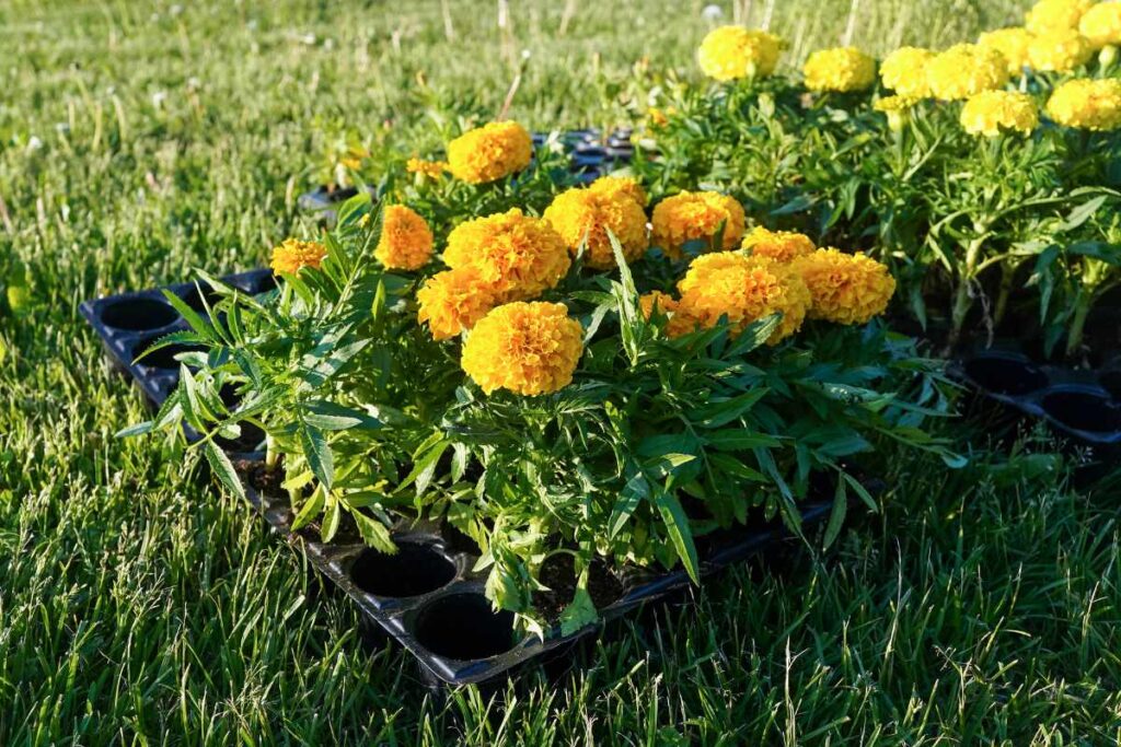 Growing Marigolds - Complete Guide for Success