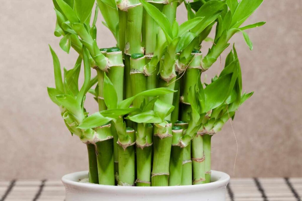Sunlight Needs for Bamboo Plants - Finding the Perfect Spot