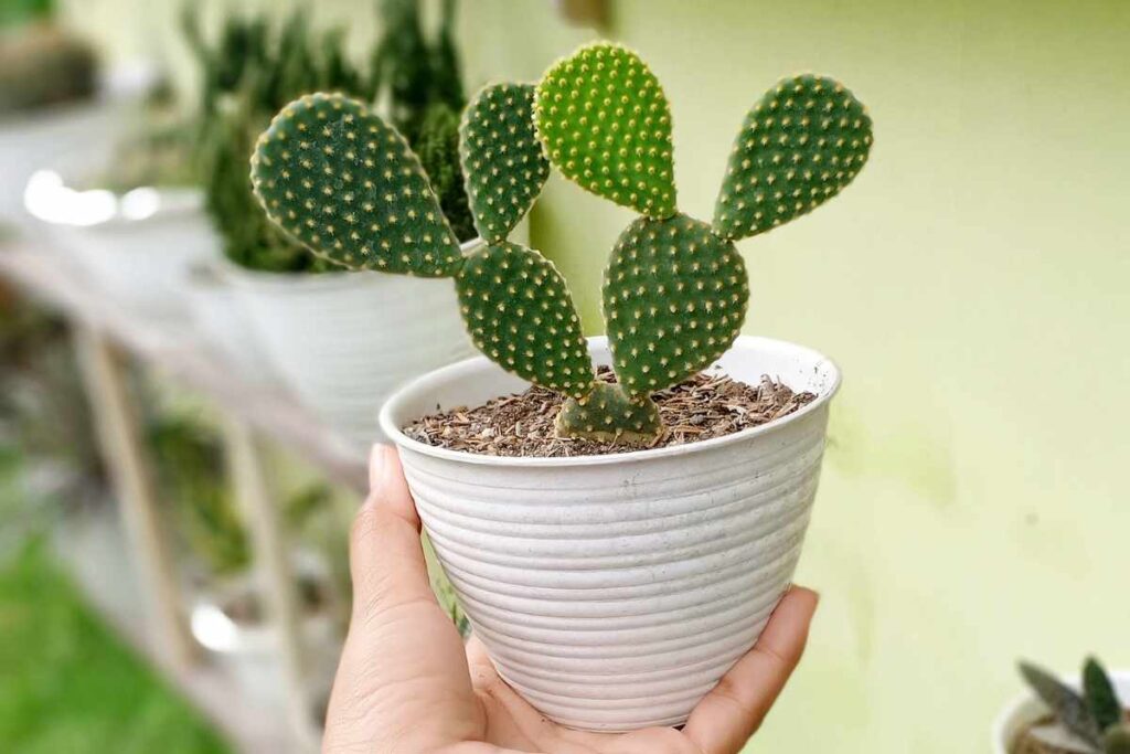Top Picks: Most Loved Cacti Species