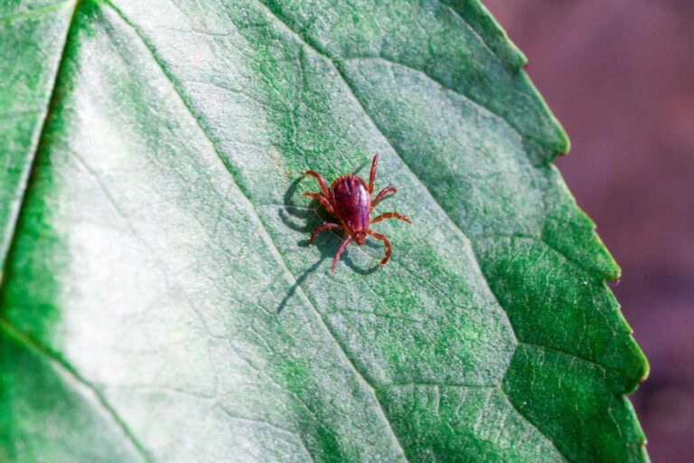 Chigger Control: Keeping Your Garden Bite-Free