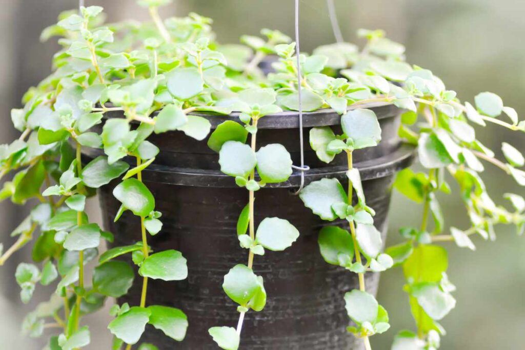 Creeper vs. Climber Plants - Which Suits Your Space?