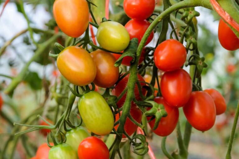 Growing Grape Tomatoes - Beginner's Guide
