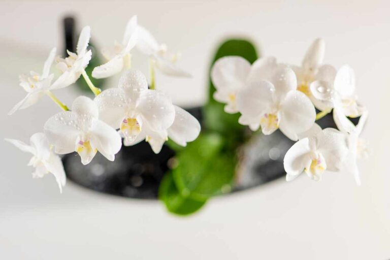 What Does the Orchid Symbolize?