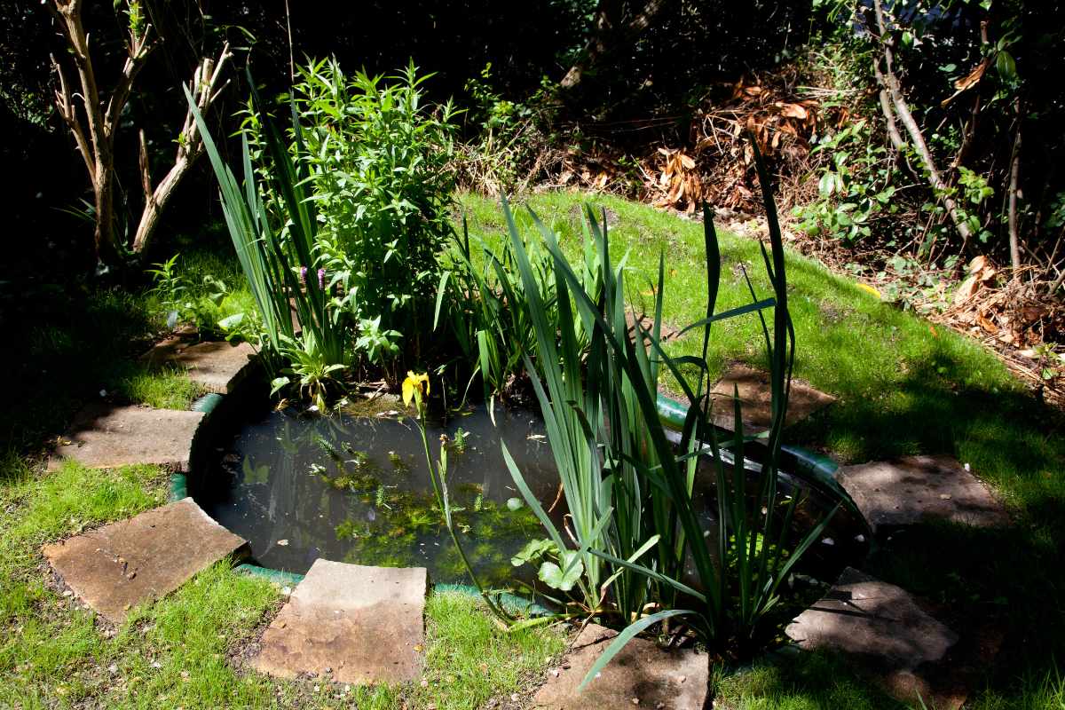 Simple Guide to Create a Pond in Small Gardens