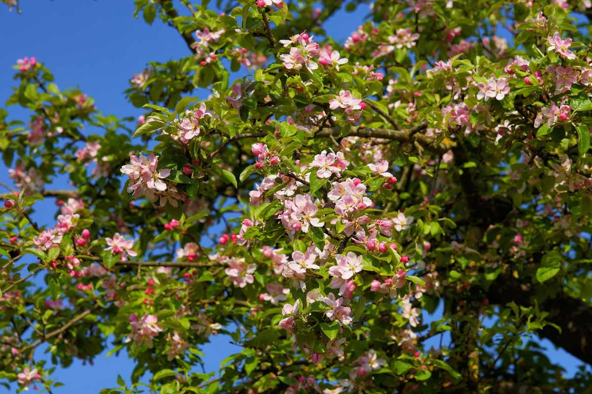 Non-Flowering Apple Trees - Tips and Solutions