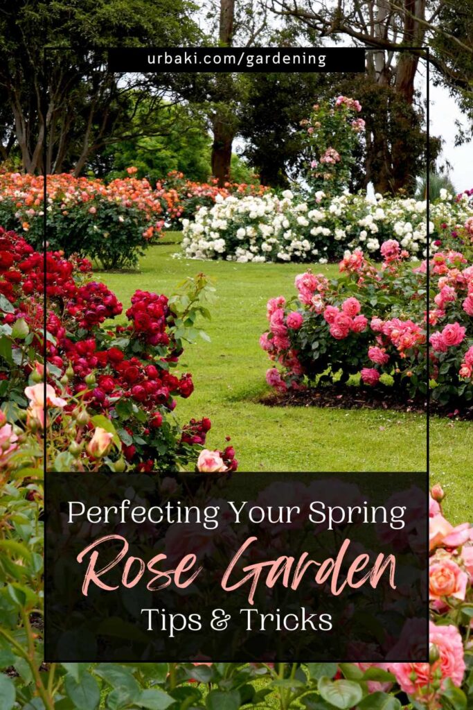 Perfecting Your Spring Rose Garden: Tips & Tricks