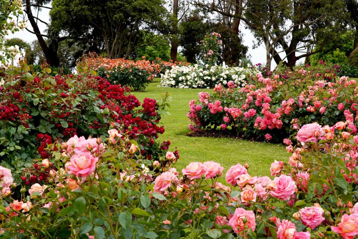 Perfecting Your Spring Rose Garden: Tips & Tricks