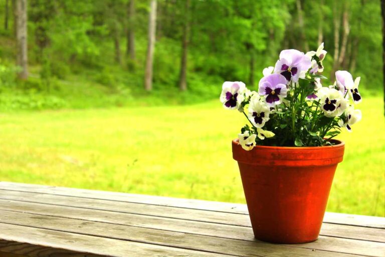 How to Keep Pansies Blooming all Summer