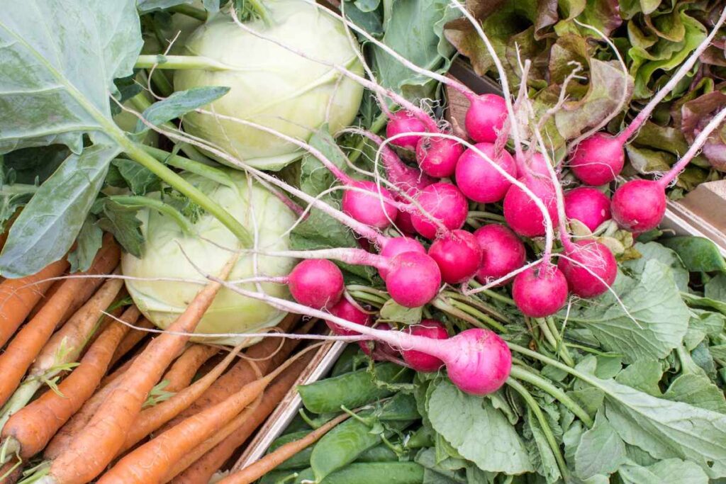 Year-Round Harvest - How to Plan Crop Rotation