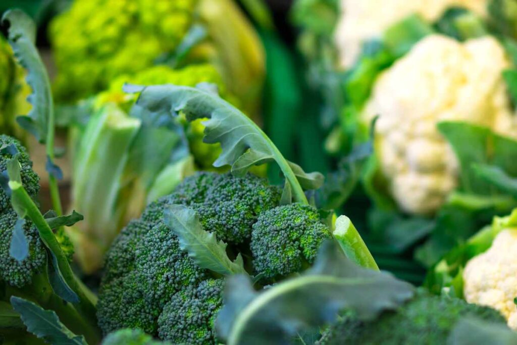 Year-Round Harvest - How to Plan Crop Rotation