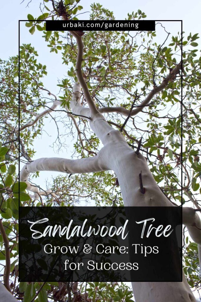 Sandalwood Tree Grow & Care: Tips for Success