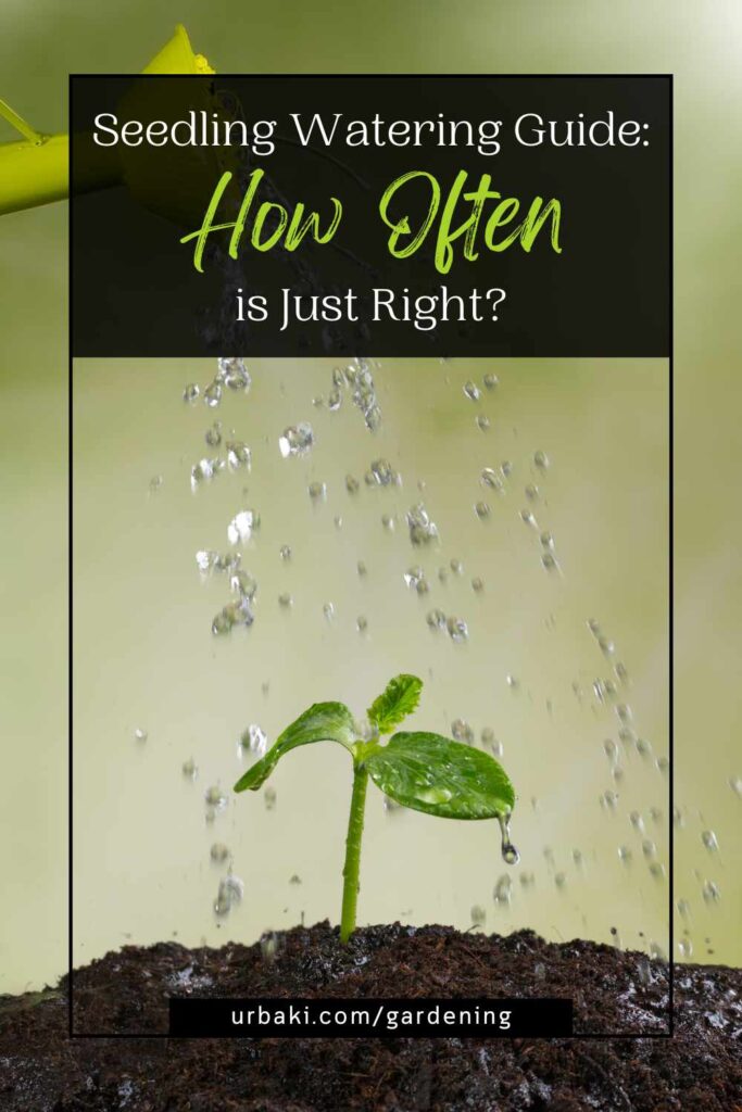 Seedling Watering Guide: How Often is Just Right?