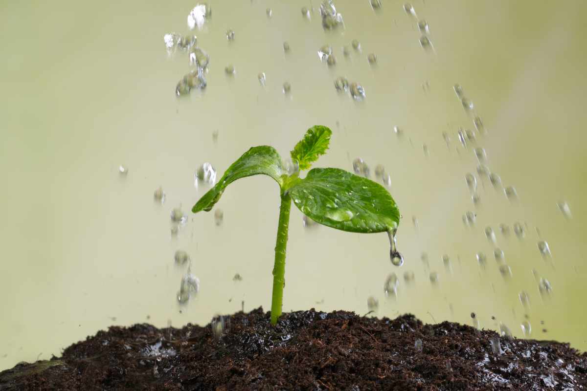 Seedling Watering Guide: How Often is Just Right?