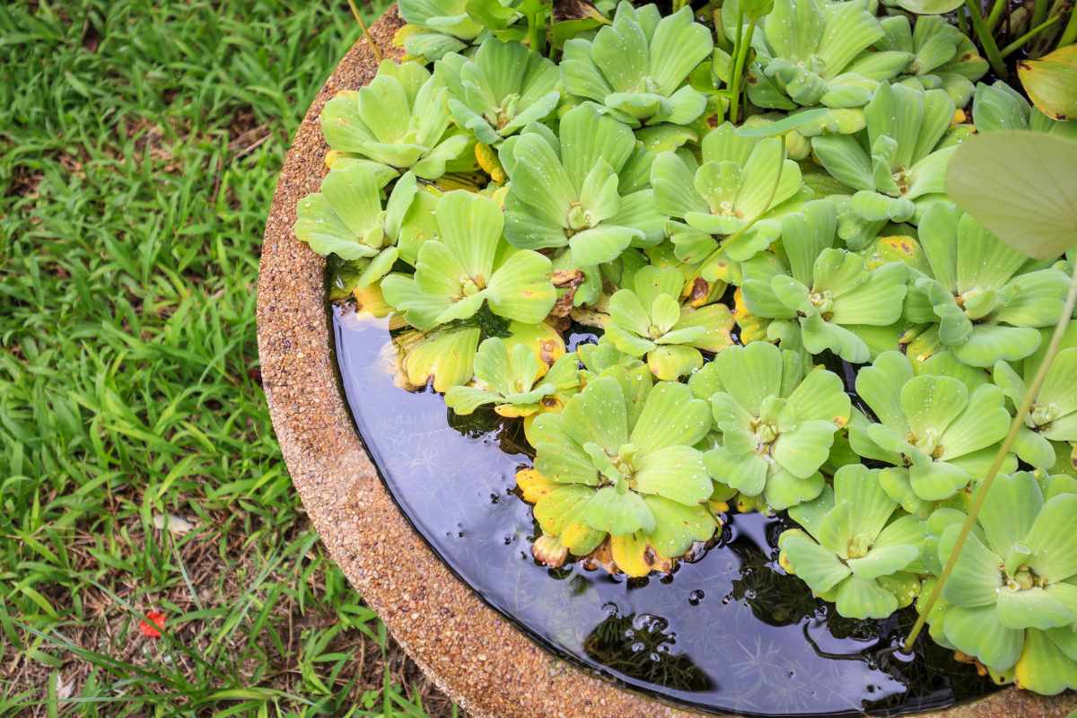 Simple Guide to Create a Pond in Small Gardens