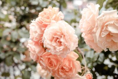 Perfecting Your Spring Rose Garden: Tips & Tricks