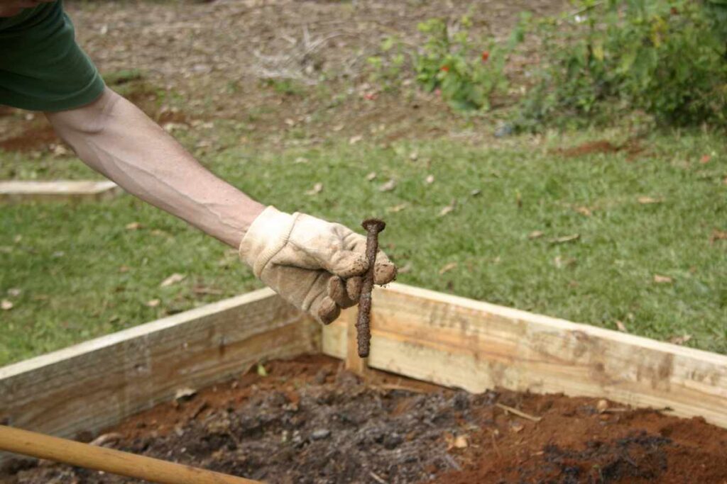 The Truth Behind Using Rusty Nails in Your Plants